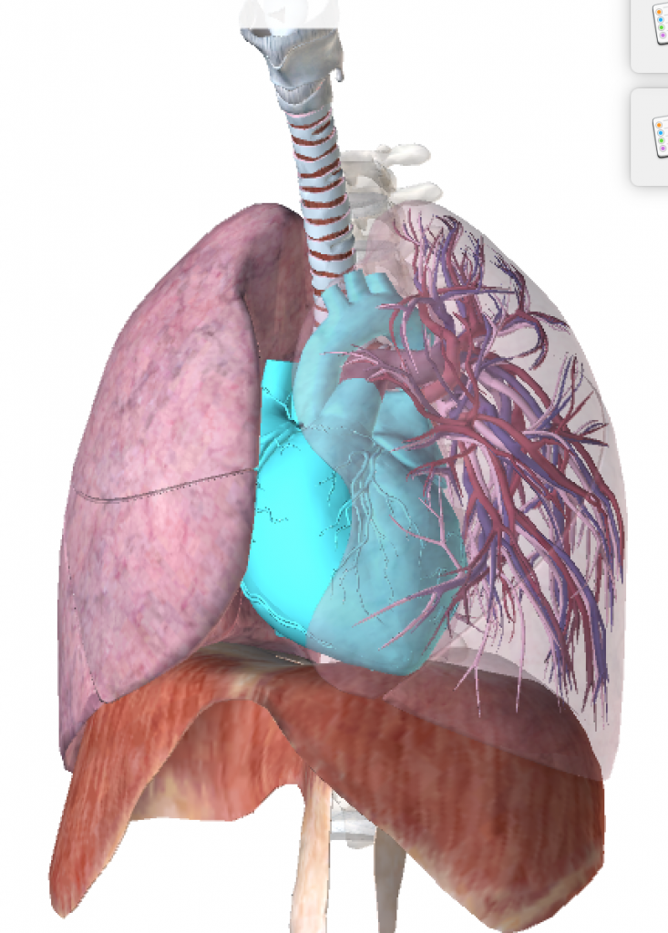 Heart Contained in Lungs - School for Experiential Education