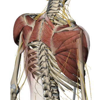 Activating Postural Muscles - School for Experiential Education